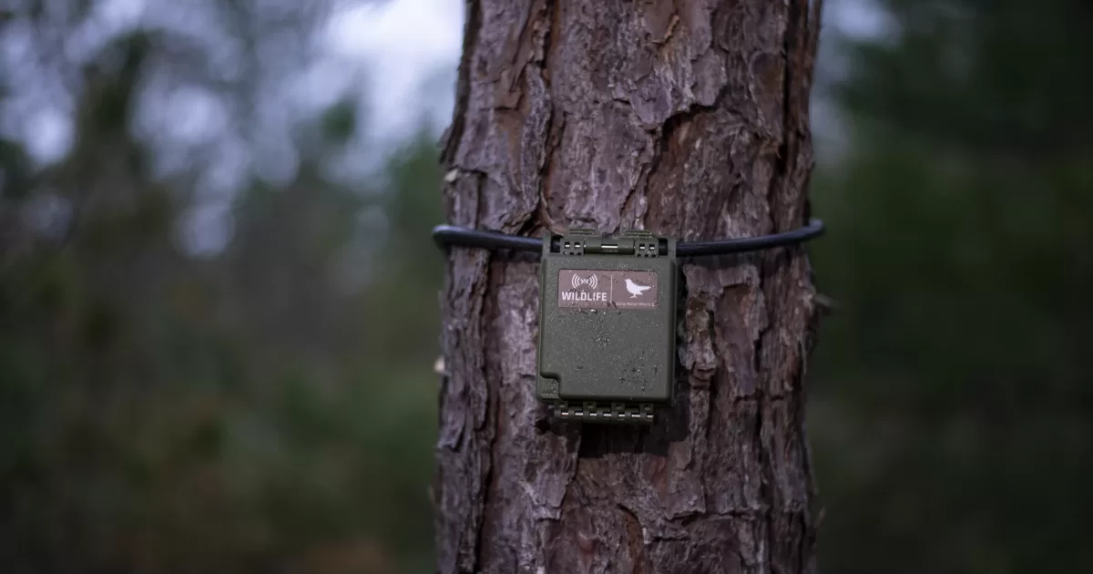 Audiomoth vs Song Meter Micro 2 Acoustic Recorder | Wildlife Acoustics