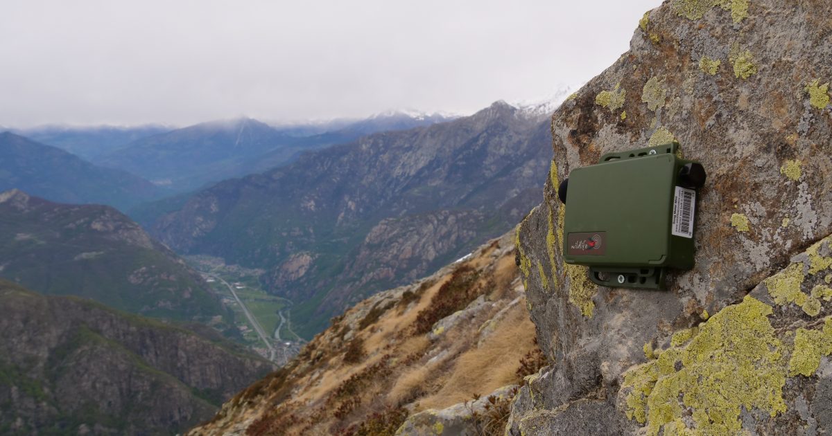 Wildlife Acoustics 2022 Photo Contest Winners | Wildlife Acoustics