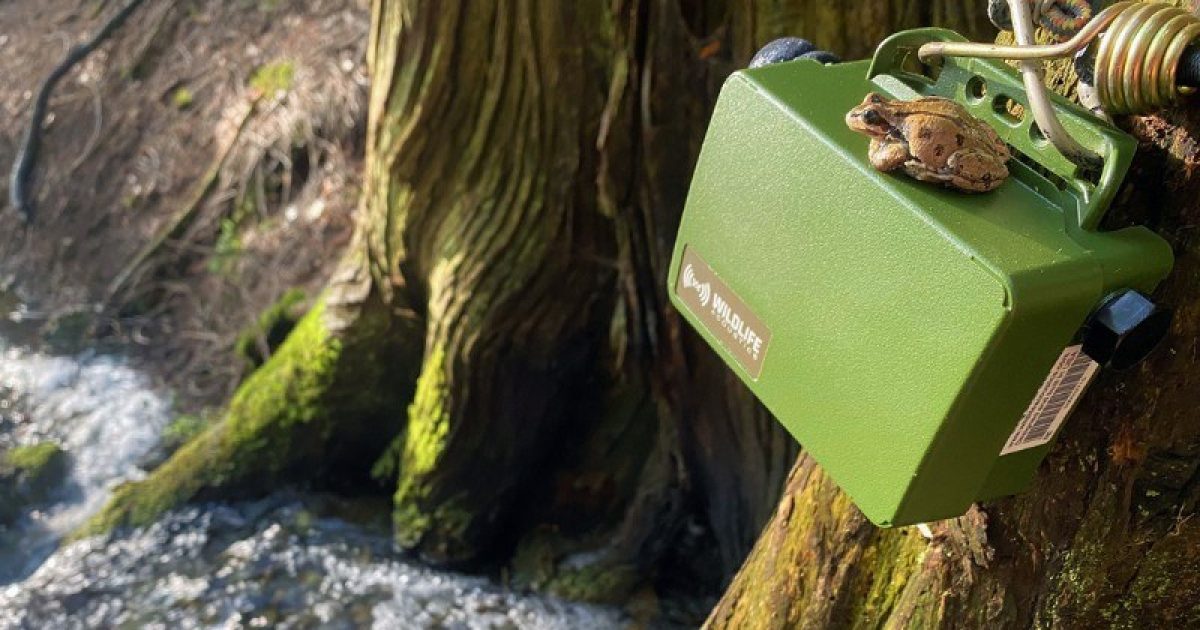 5 Things to Do Before Deploying Your Passive… | Wildlife Acoustics