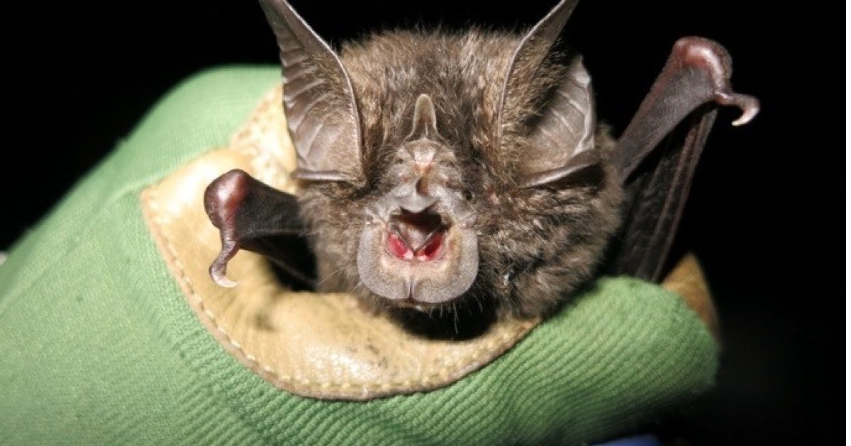 Endangered African Bat Species Rediscovered… | Wildlife Acoustics