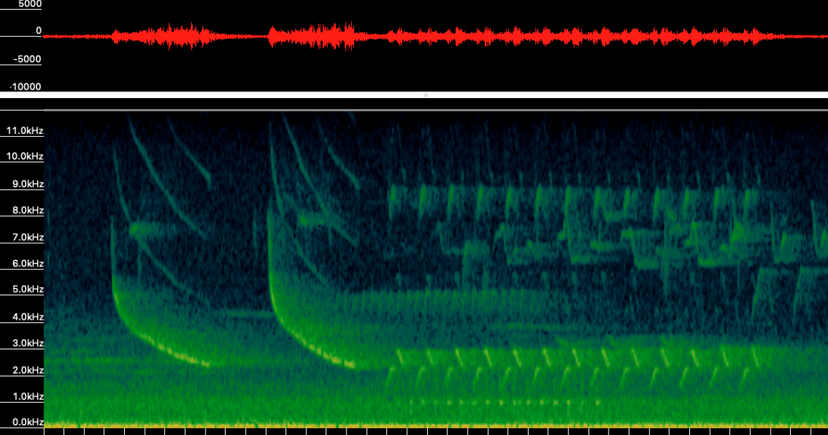 Oscillogram vs. Spectrogram: Understanding Sound… | Wildlife Acoustics