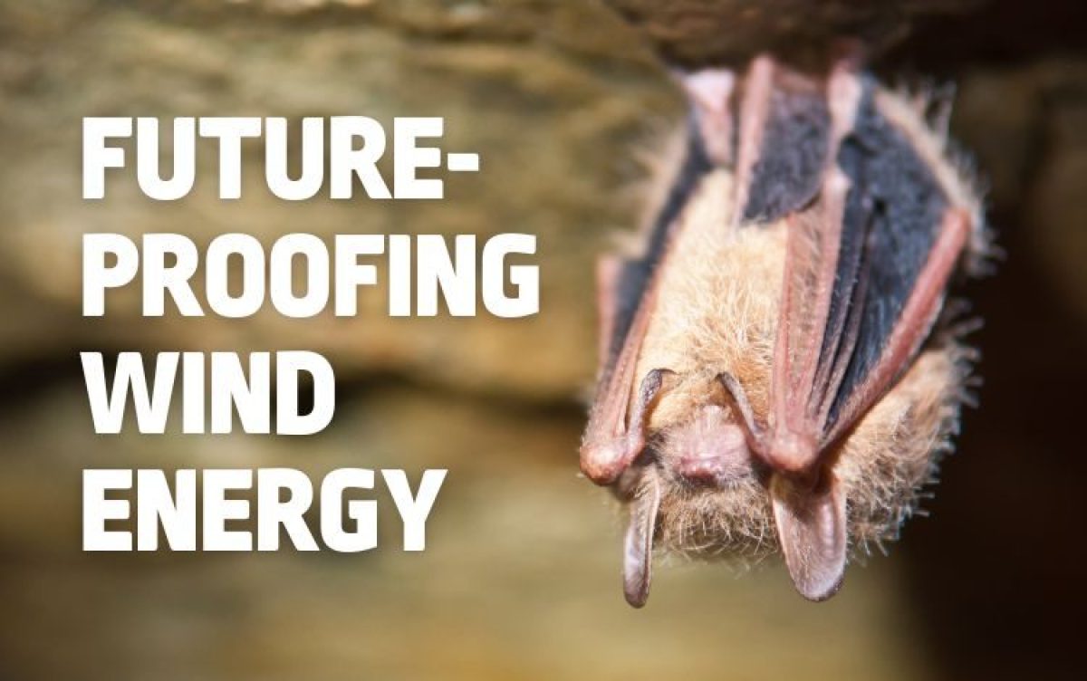 new bat mitigation guidelines