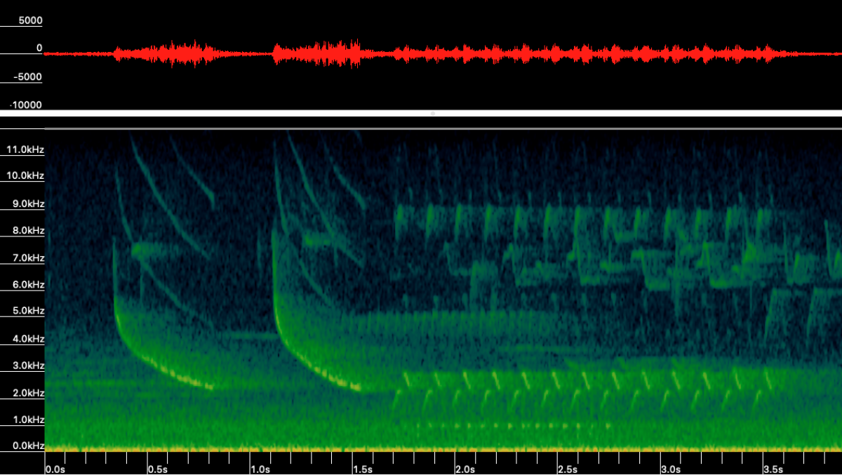 File:C3 131 Hz Wikipedia, 56% OFF | www.pinnaxis.com