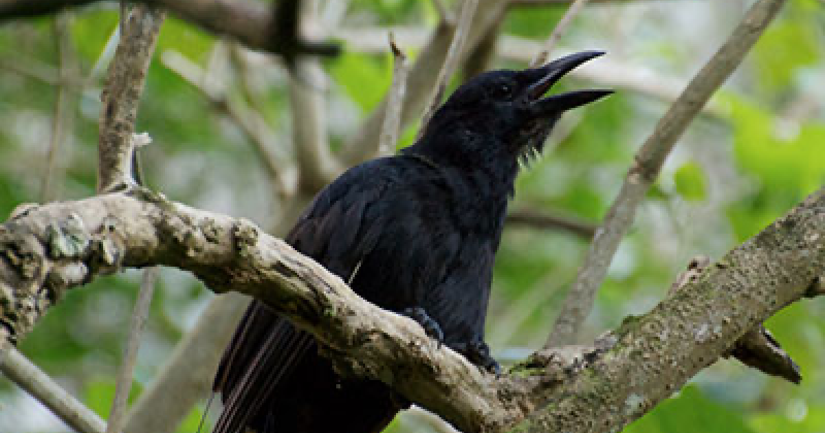 Understanding The Vocal Behavior Of A Rare Crow | Wildlife Acoustics