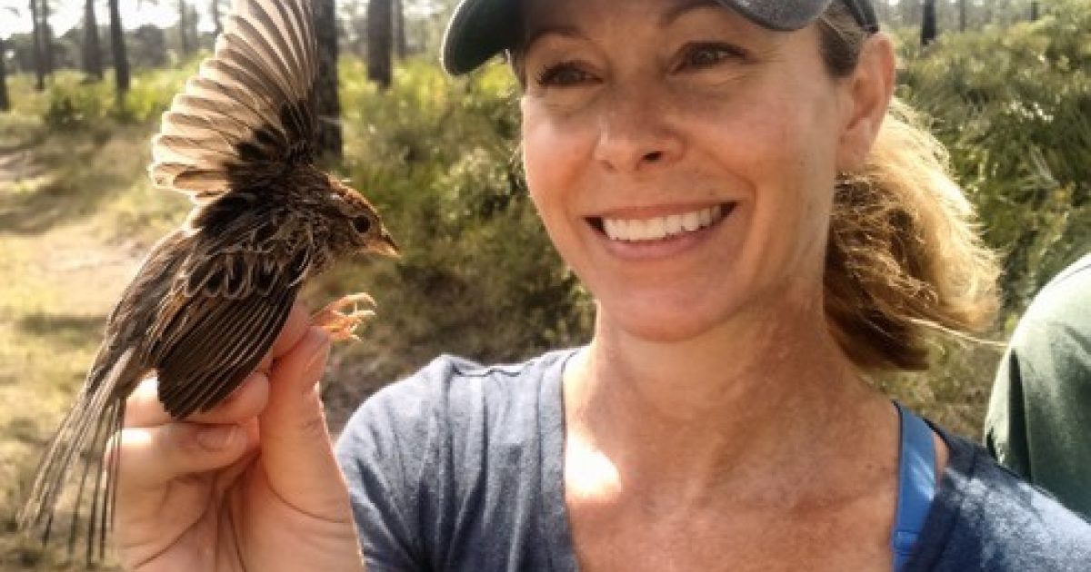 Listening for an Elusive Sparrow Song in Florida | Wildlife Acoustics